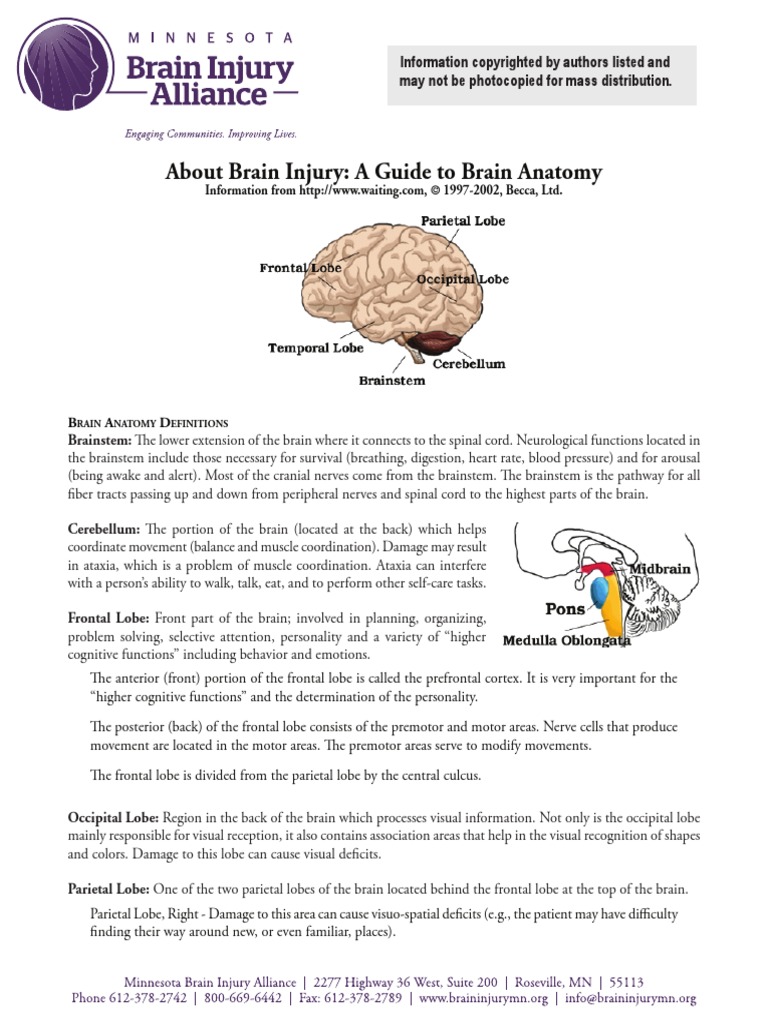 A Guide To Brain Anatomy | PDF | Parietal Lobe | Cerebral Cortex