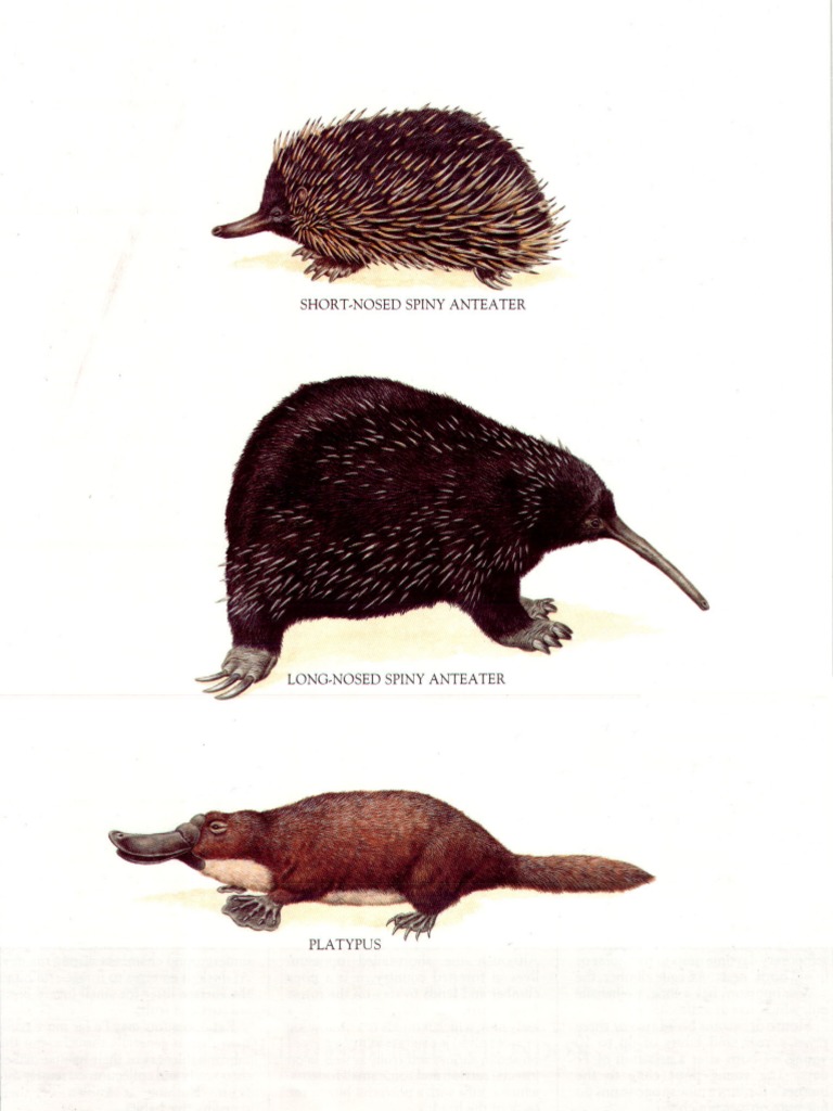 Longman's Illustrated Animal Encyclopedia - Mammals PDF | PDF