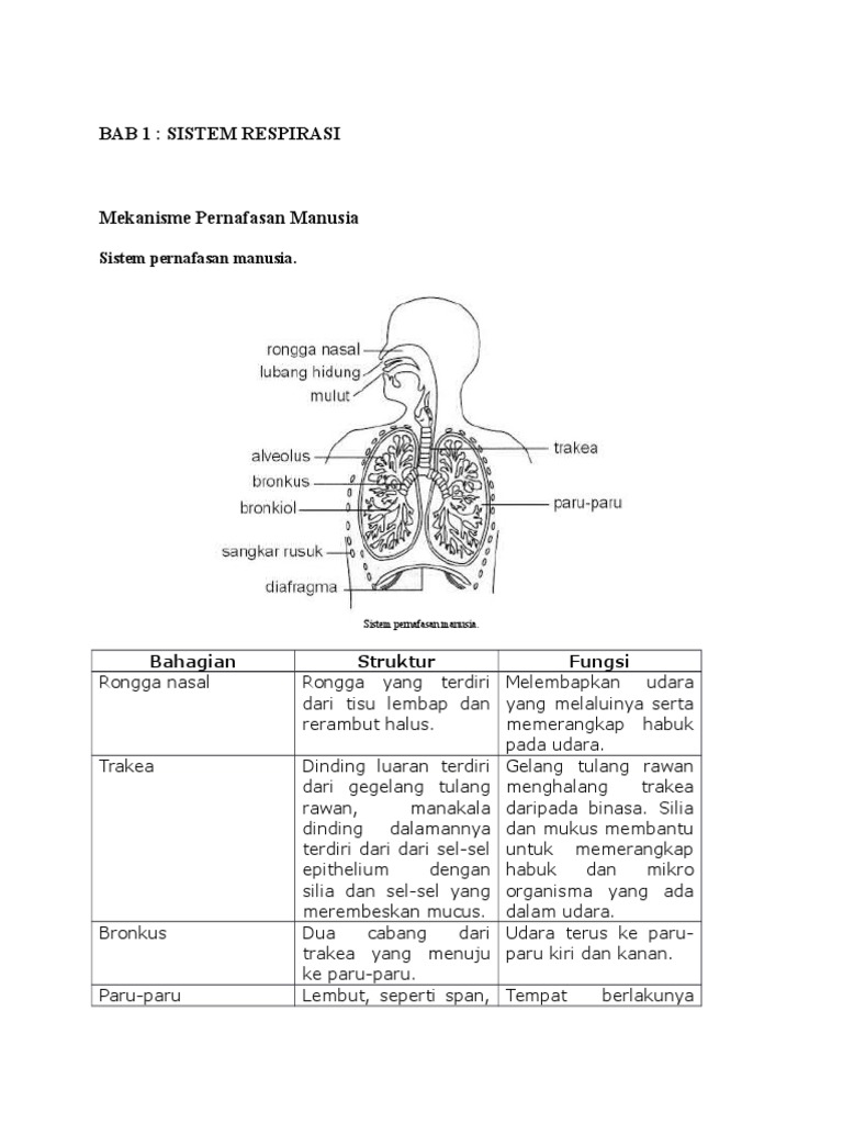 Mekanisme Pernafasan Manusia (Nota) | PDF