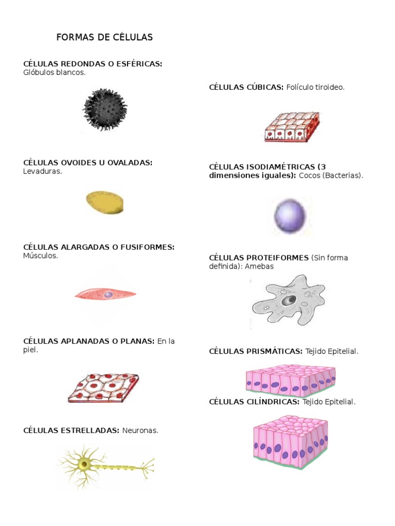 Formas de Celulas | PDF