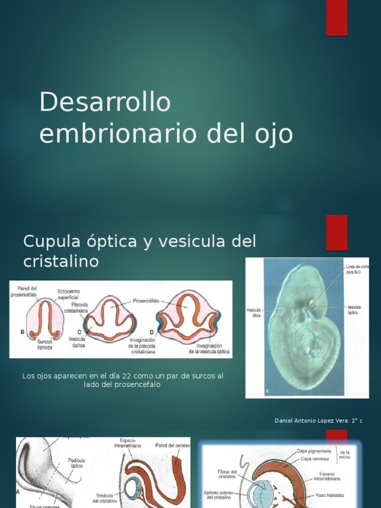 Desarrollo Embrionario Del Ojo | PDF | Sentidos | Zoología