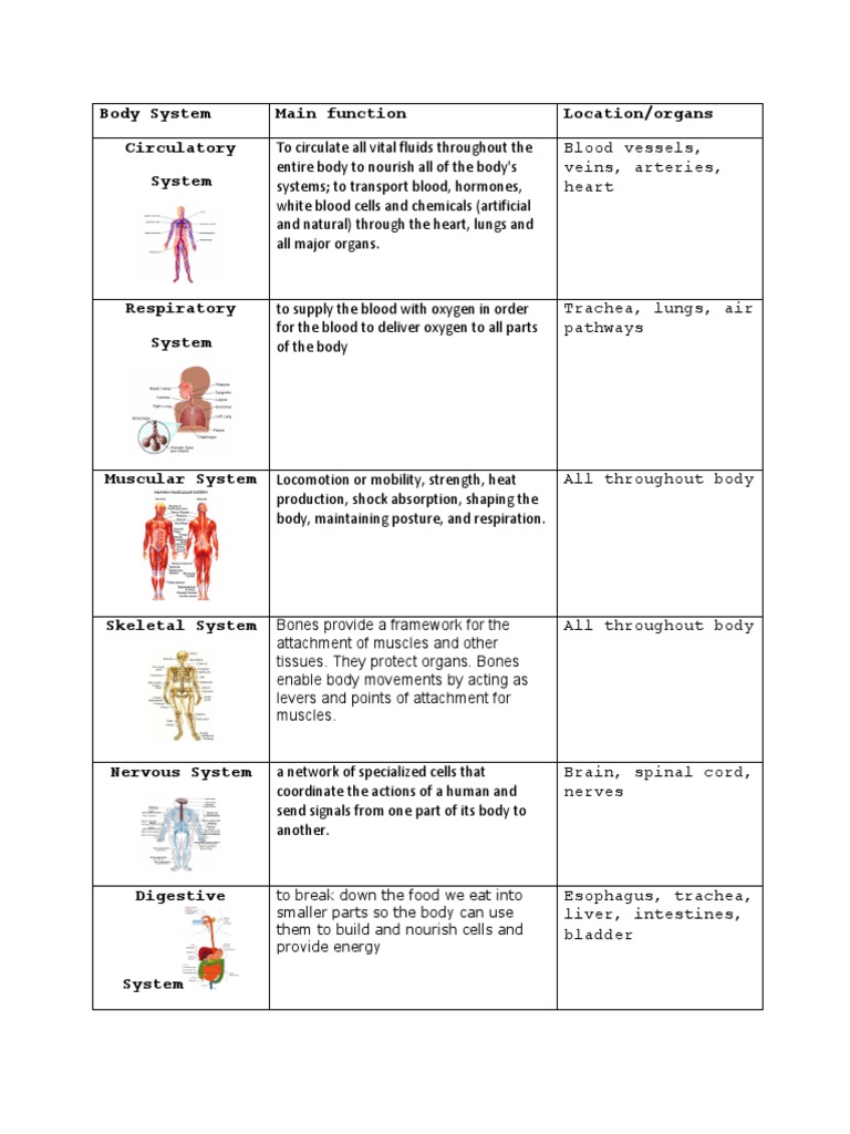 Body System Graphic Organizer | PDF | Human Body | Circulatory System
