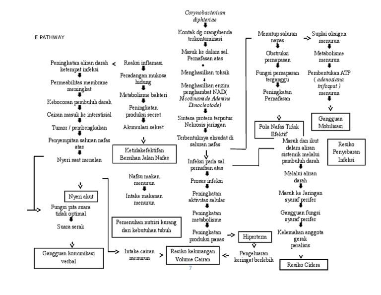 Pathway Difteri Jadi | PDF