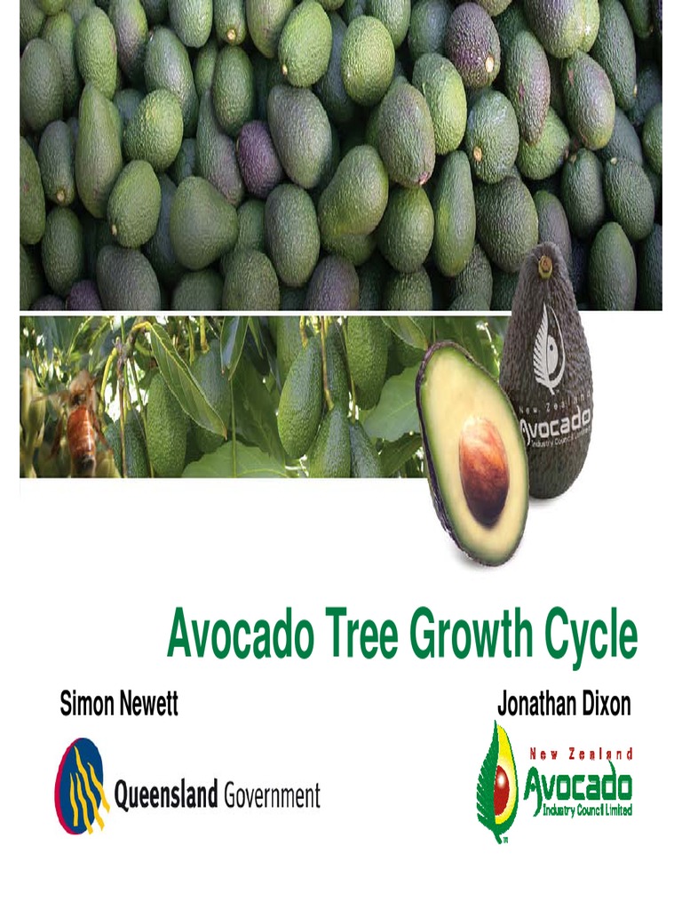 AVO - Avocado Tree Growth Cycle | PDF | Root | Fertilizer