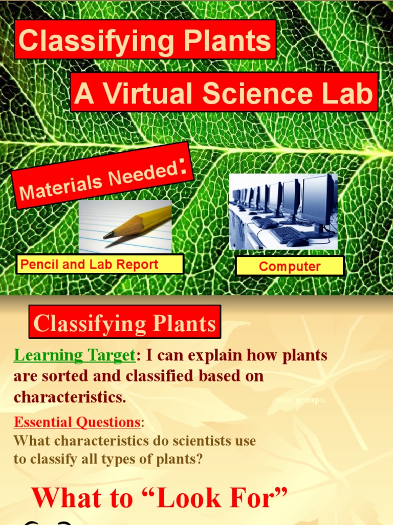 New Virutal Lab Vascular and Nonvascular Plants | PDF | Leaf | Moss