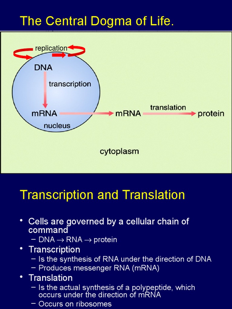 PROTEIN Synthesis | PDF | Translation (Biology) | Rna