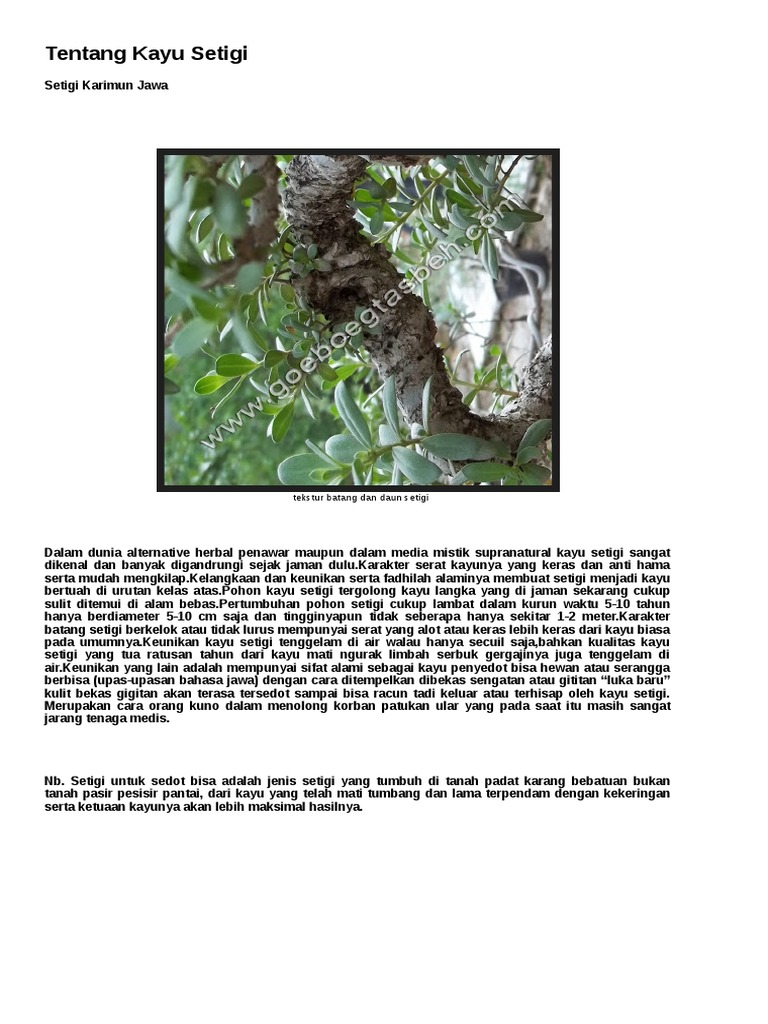 Manfaat dan Keunikan Kayu Setigi | PDF | Agama & Spiritualitas