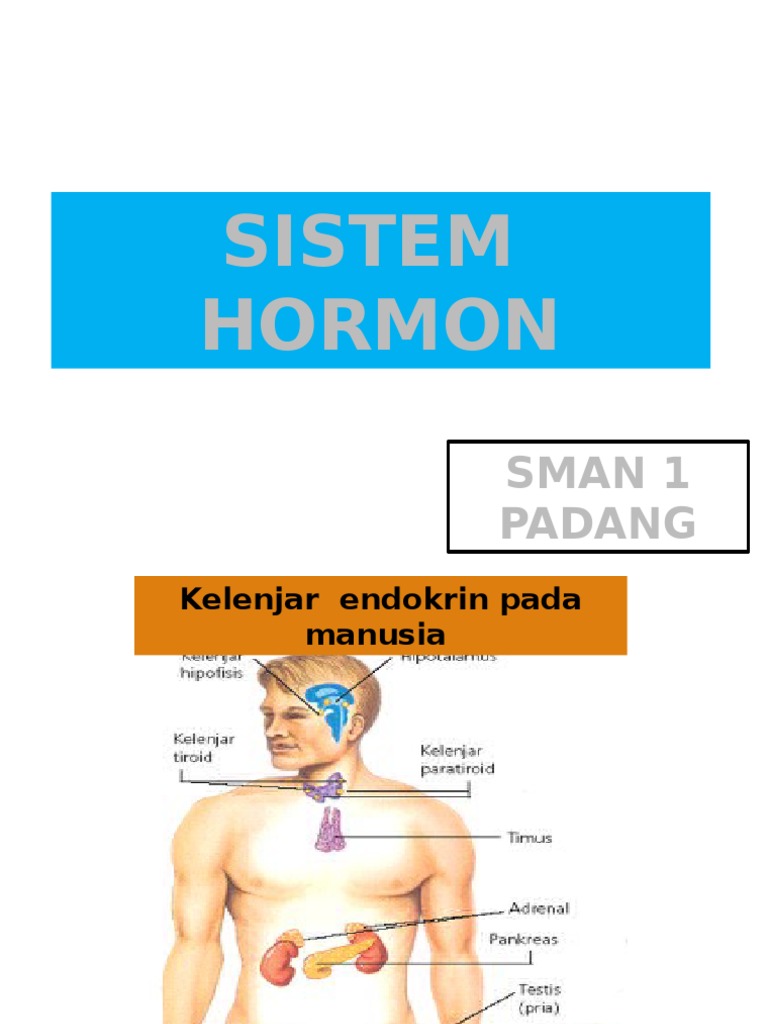 Sistem Hormon | PDF