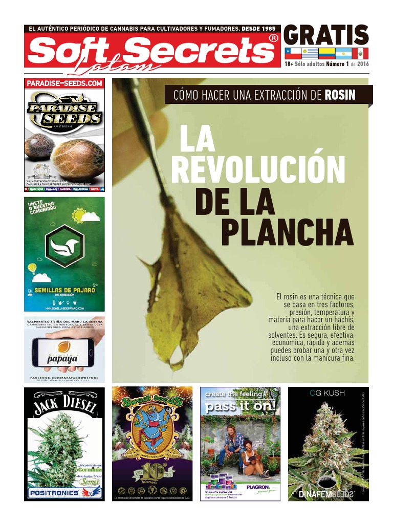 Hachis | PDF | Cannabis (Droga) | Papel
