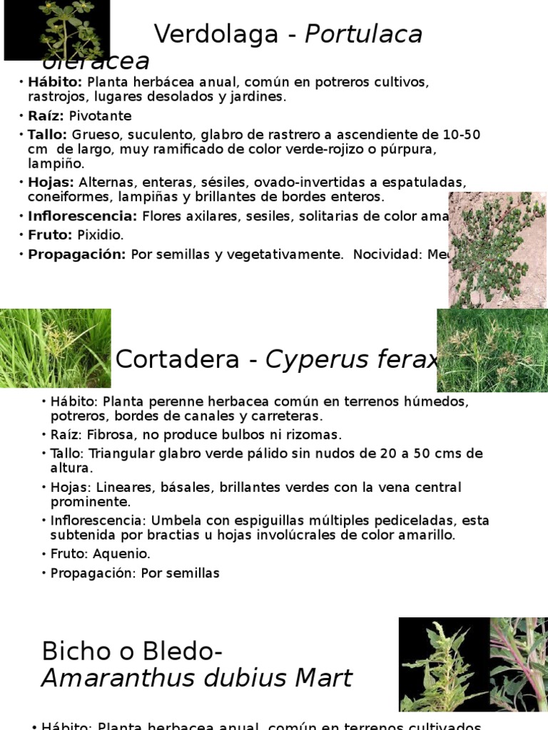 Malezas herbáceas comunes y características | PDF | Hoja | Paisaje