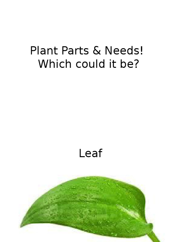 Plant Science Lesson Game | PDF