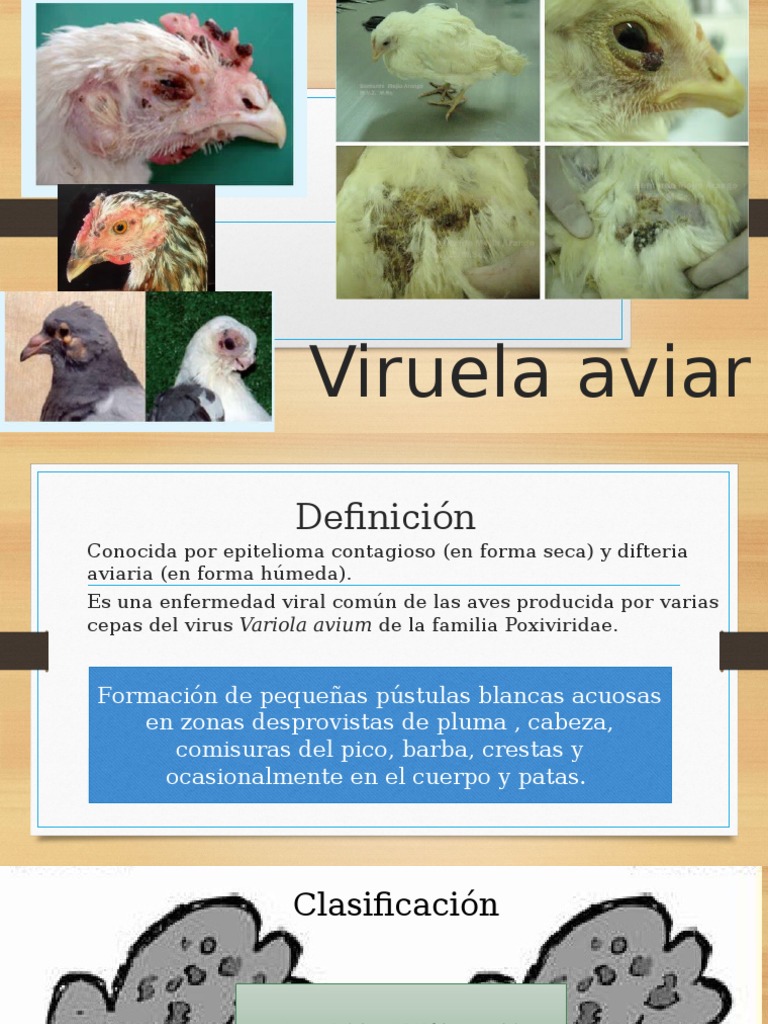 Viruela Aviar: Síntomas y Tratamiento | PDF | Medicina CLINICA ...