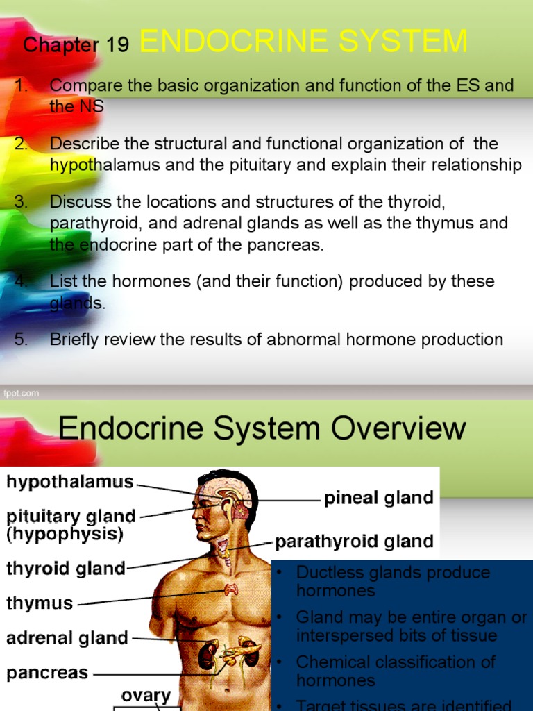 Endocrine System Function