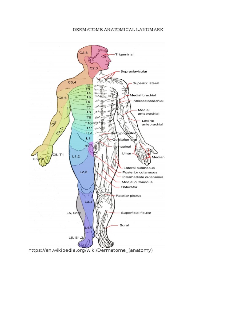 Dermatome Anatomical Landmark | PDF