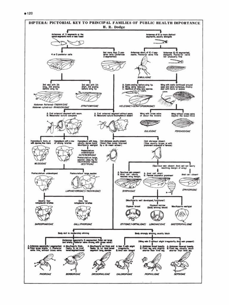 Flies | Human Anatomy | Zoology