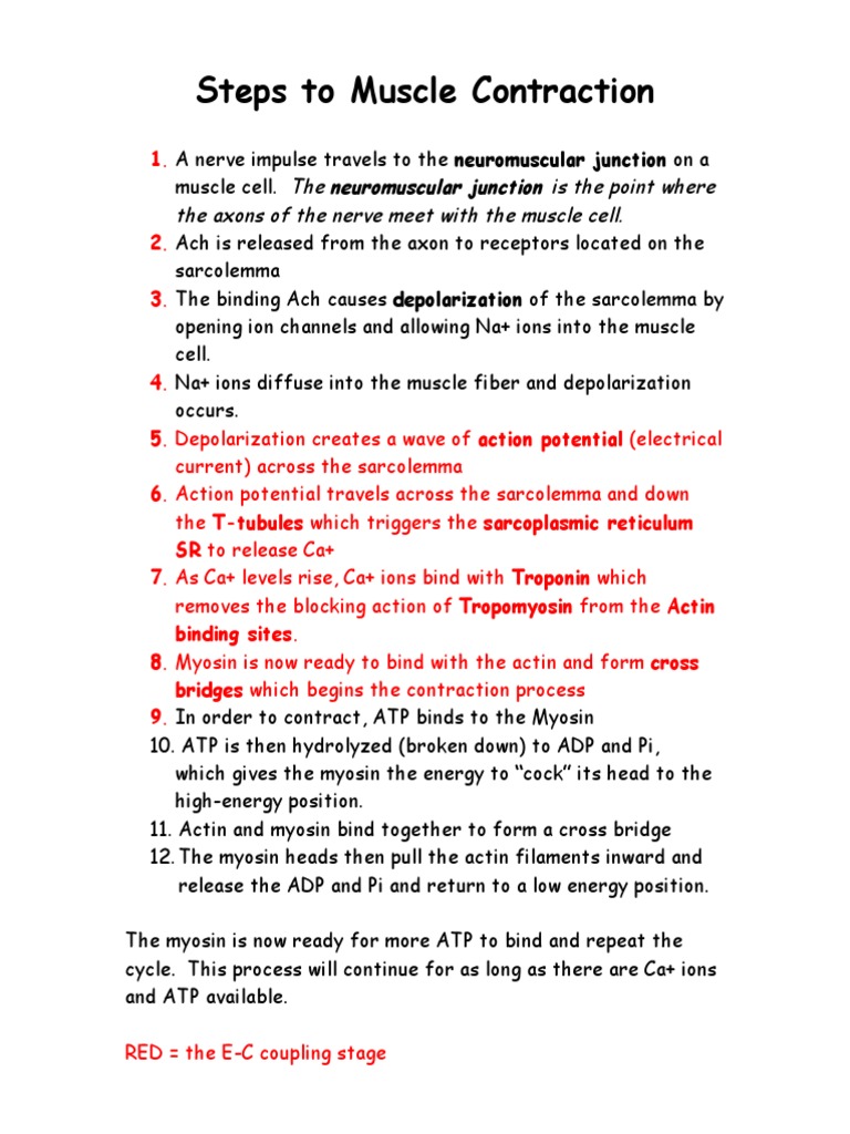 The 12 Steps Muscle Contraction | PDF | Science & Mathematics