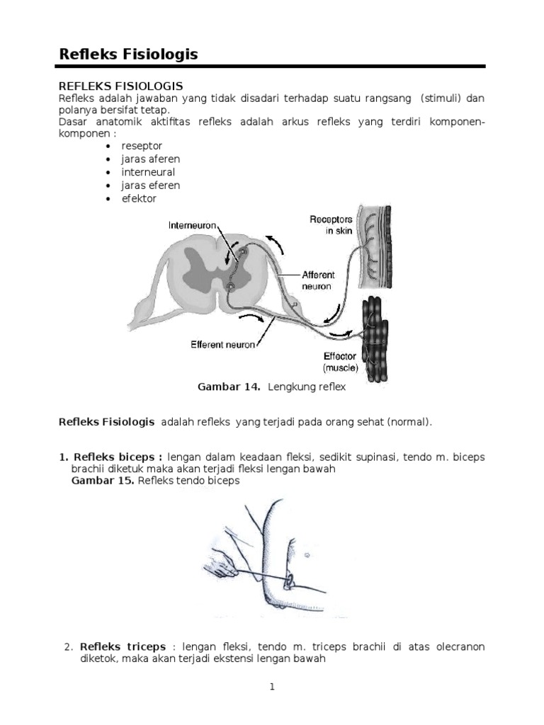 Refleks Fisiologis | PDF