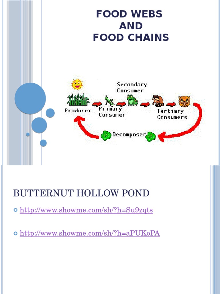 Food Webs AND Food Chains | PDF