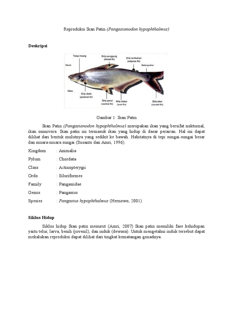 Reproduksi Ikan Patin
