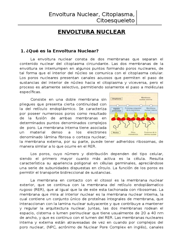 Envoltura Nuclear | Citoplasma | Nucleo celular