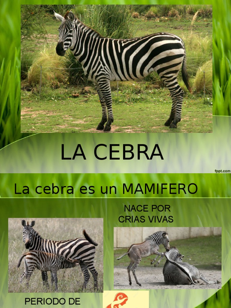La Cebra | PDF