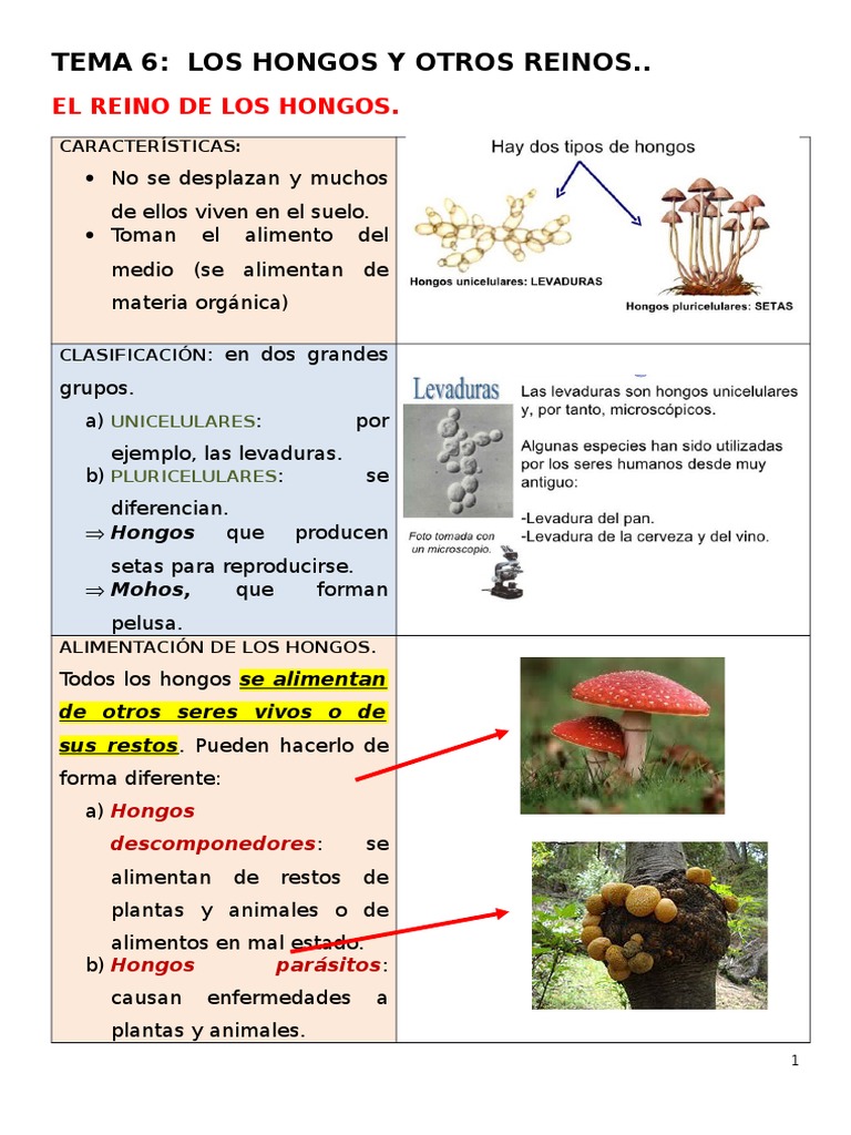 Tema 6 LOS HONGOS y Otros Reinos | PDF | Hongo | Algas
