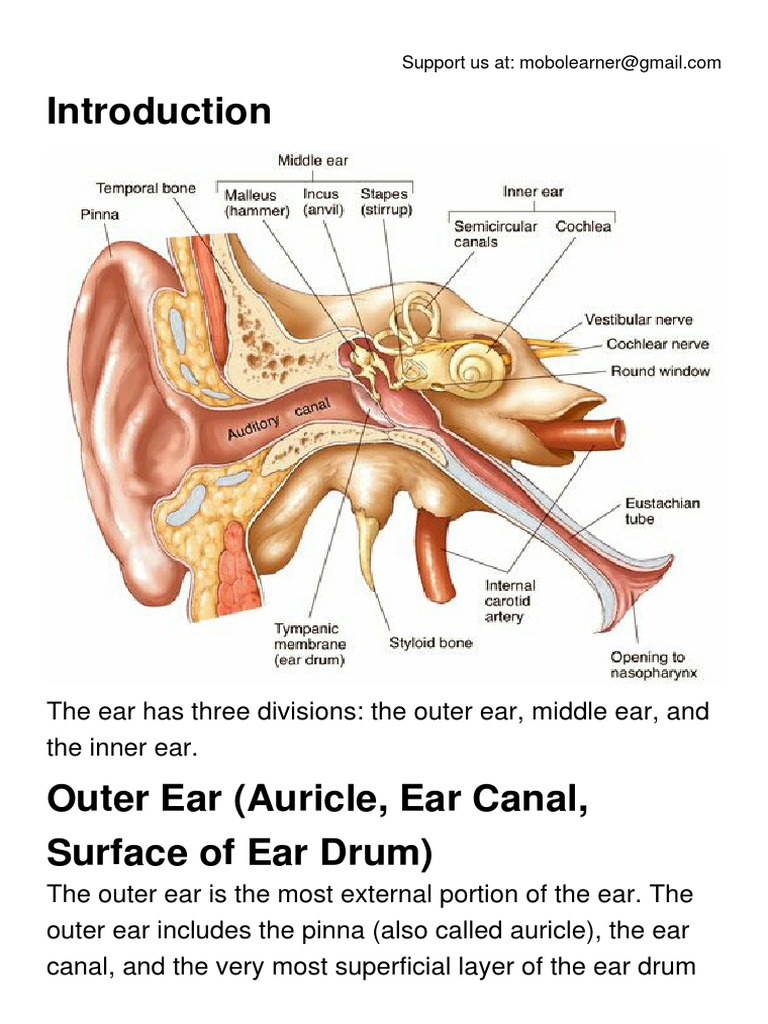 Anatomy of the Ear.pdf | Ear | Auditory System