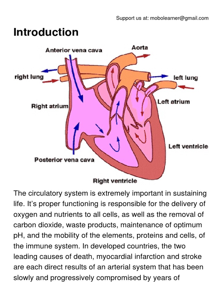 The Circulatory System.pdf | Artery | Vein