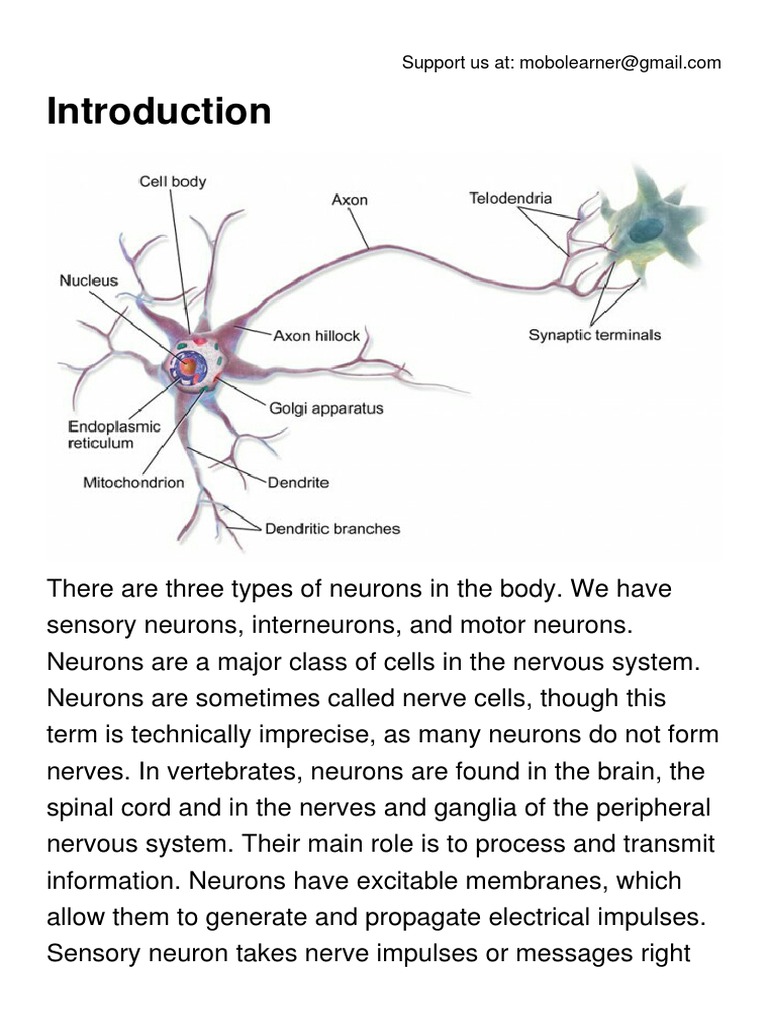Types of Neurons.pdf | Neuron | Axon