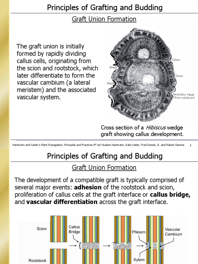 Graft Union Formation Stages | PDF | Grafting | Botany