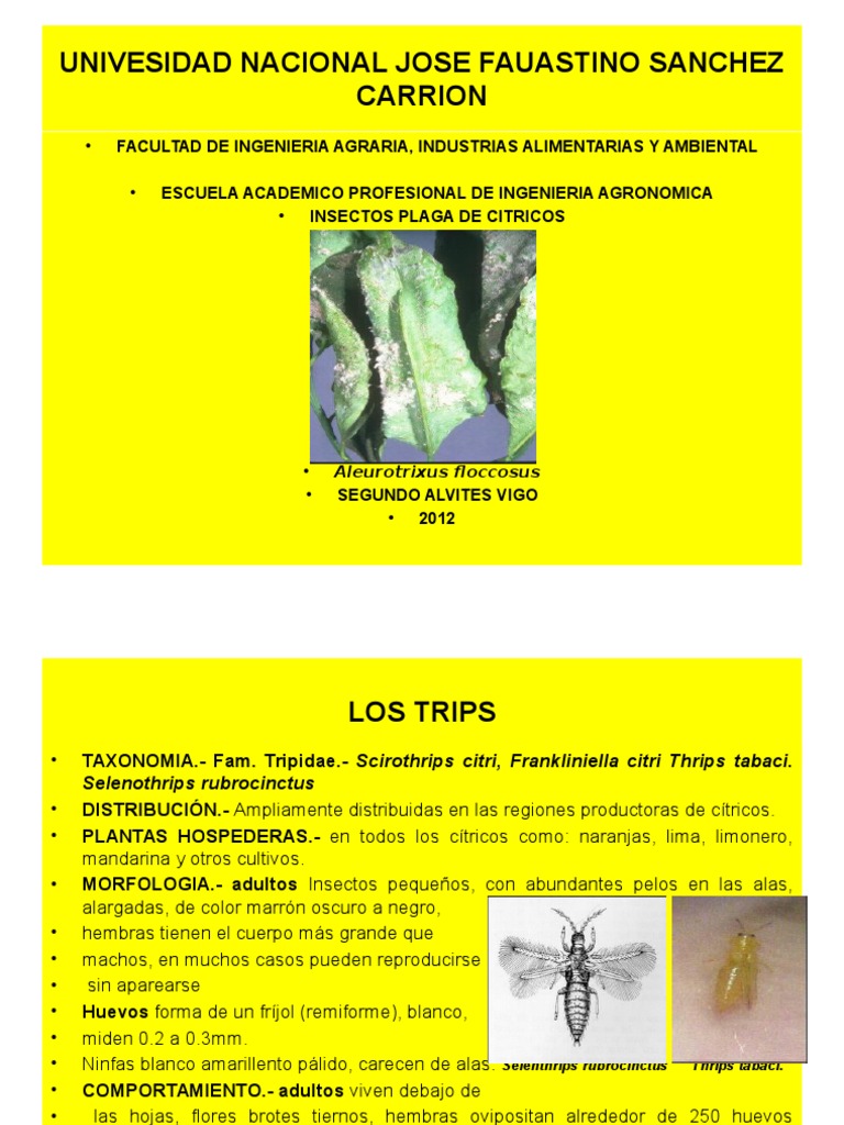 Plagas de Citricos | PDF | Mosca | Hoja