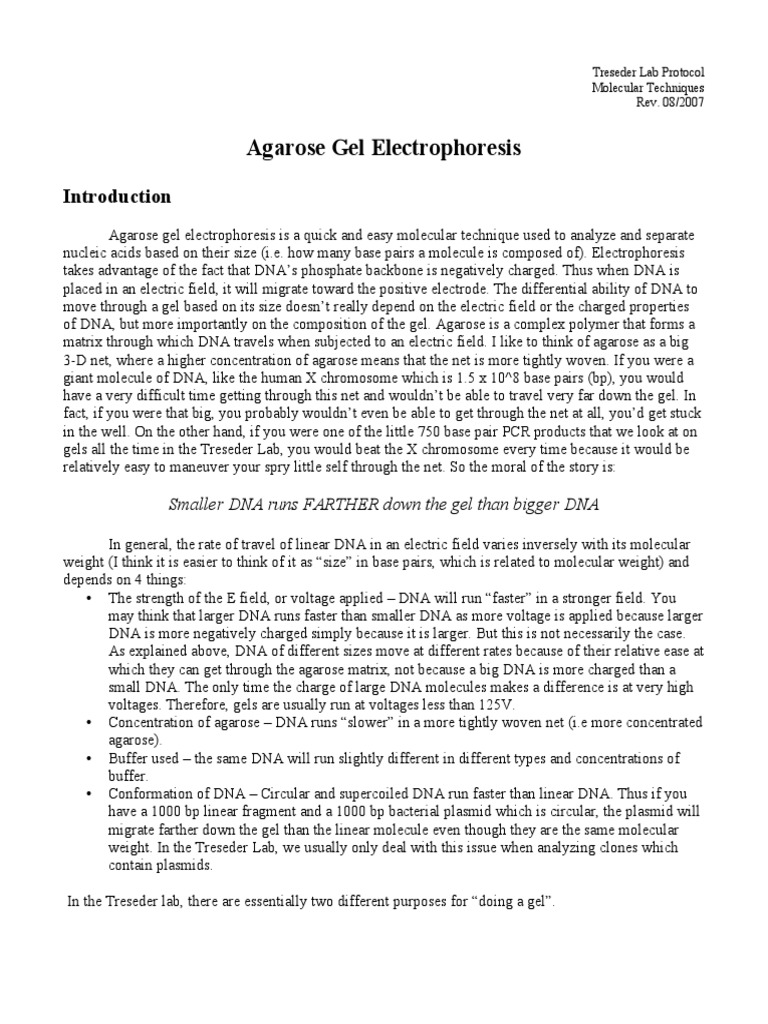 Agarose Gel Electrophoresis Protocol | PDF | Agarose Gel ...