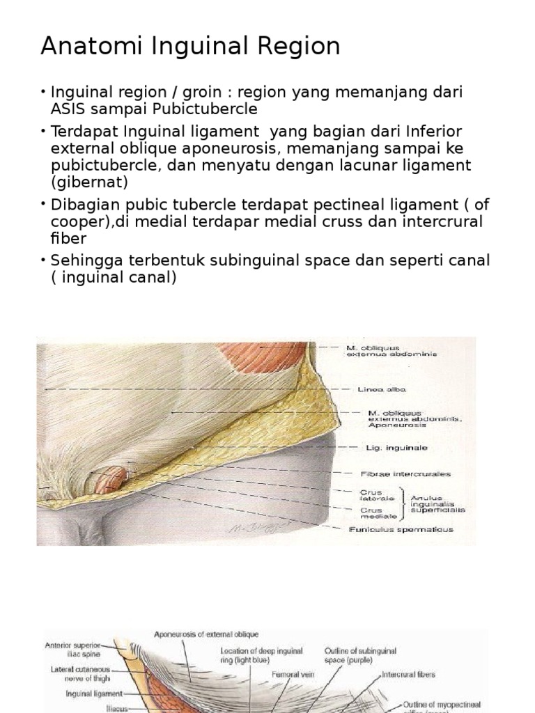 Anatomi Inguinal Region | PDF