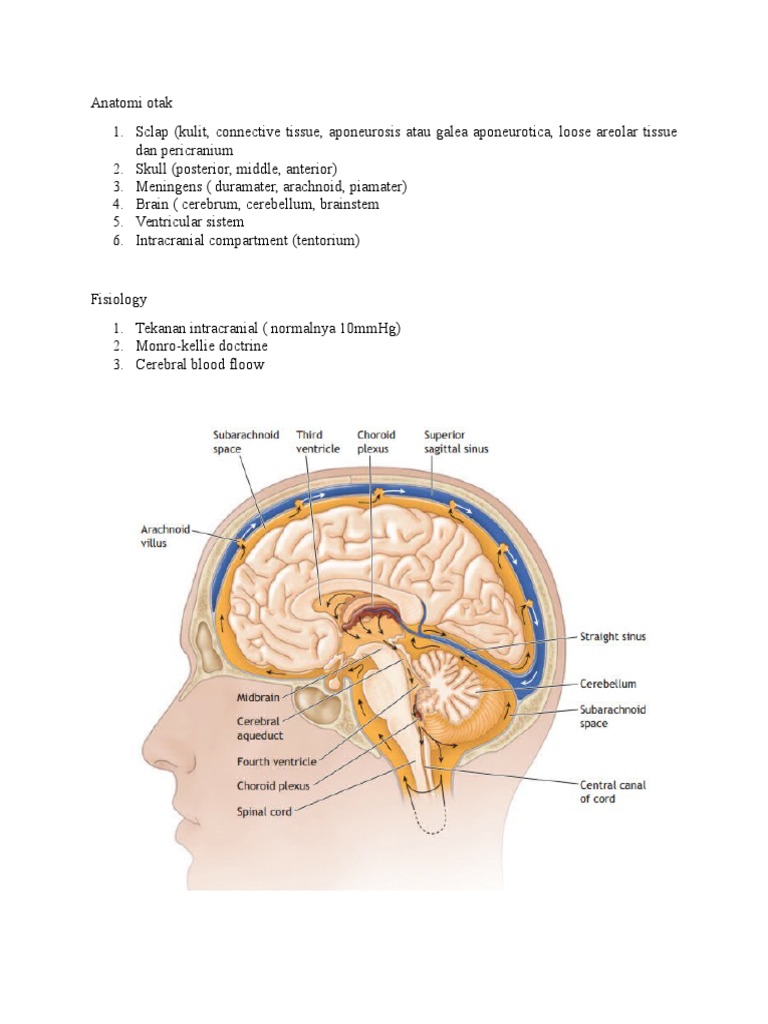Anatomi Otak Css Trauma Otak | PDF
