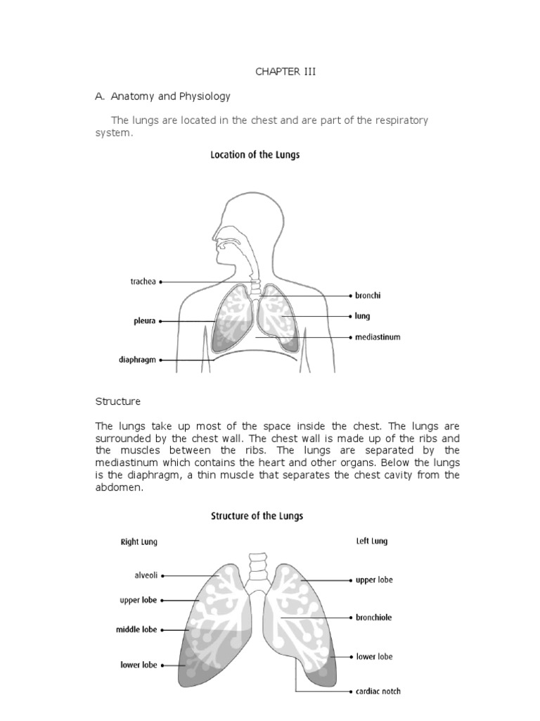 Lung Anatomy & Function Guide | PDF | Lung | Thorax