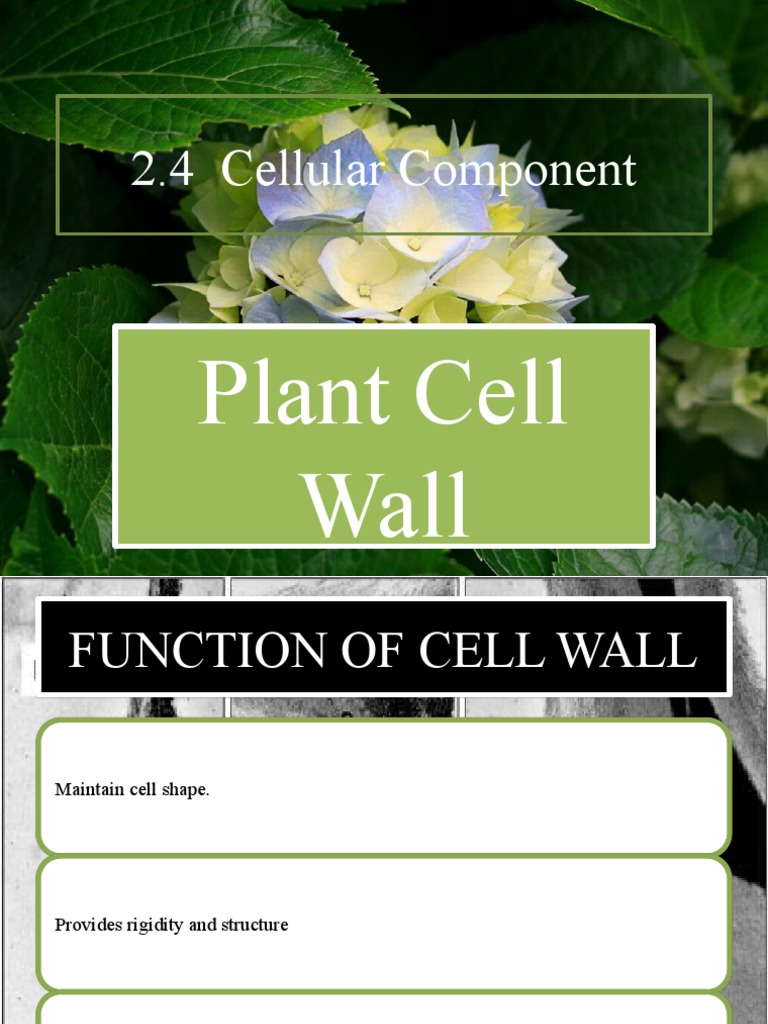 Bio Presentation - Cell Wall | PDF | Cell Wall | Cell (Biology)