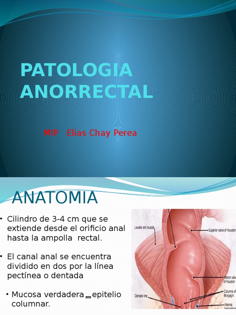 Anatomía e Irrigación Anorrectal | PDF | Hemorroides | Recto