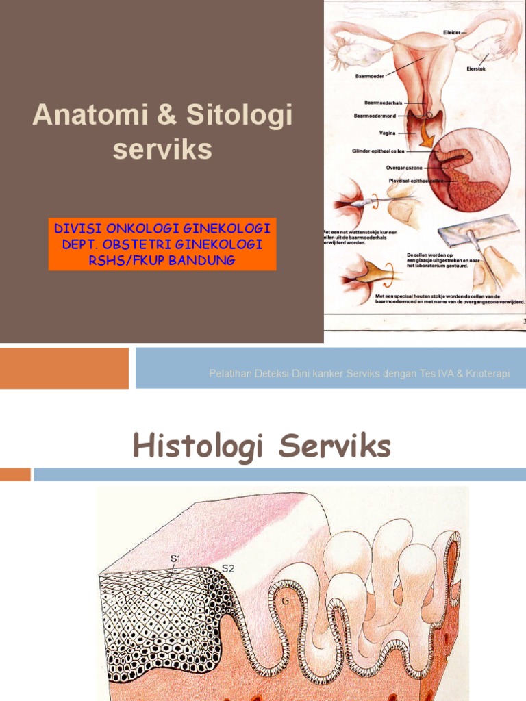 Anatomi Serviks Dan Sitologi 13102014 | PDF