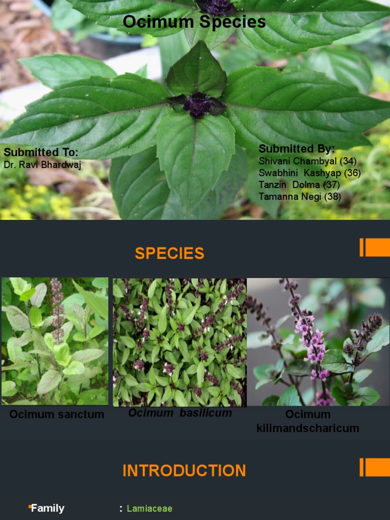 Ocimum Species: Submitted By: Submitted To | PDF | Science & Mathematics