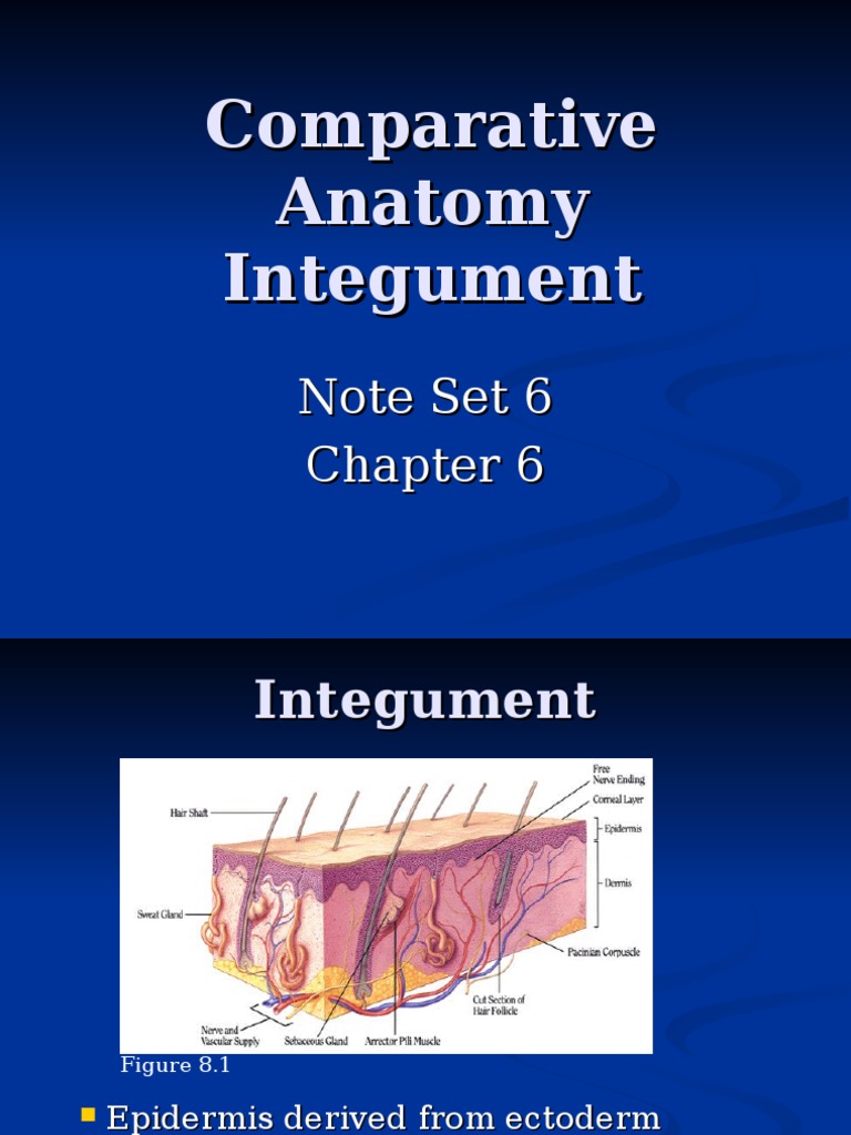Integumentary Systems Across Species | PDF | Skin | Integumentary System