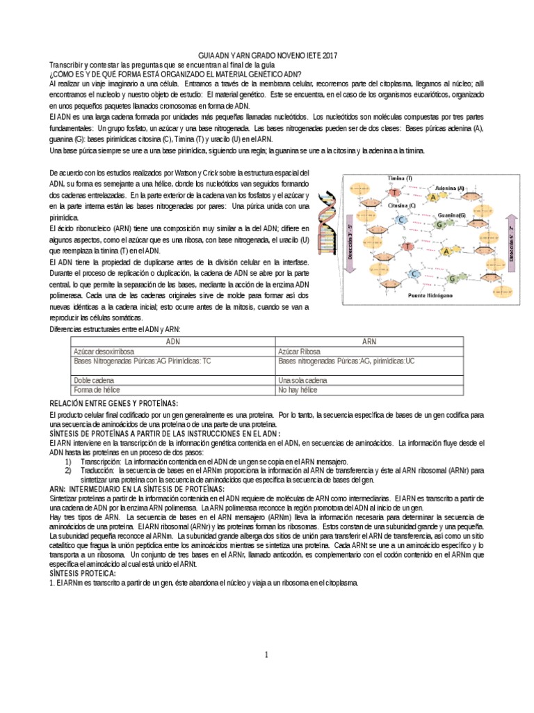 Guia Adn y Arn Grado Noveno Iete 2017 | PDF | Rna | Messenger Rna