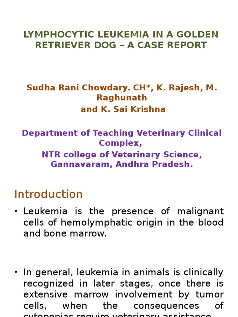 Lymphocytic Leukemia in a Golden Retriever: A Case Report Describing ...