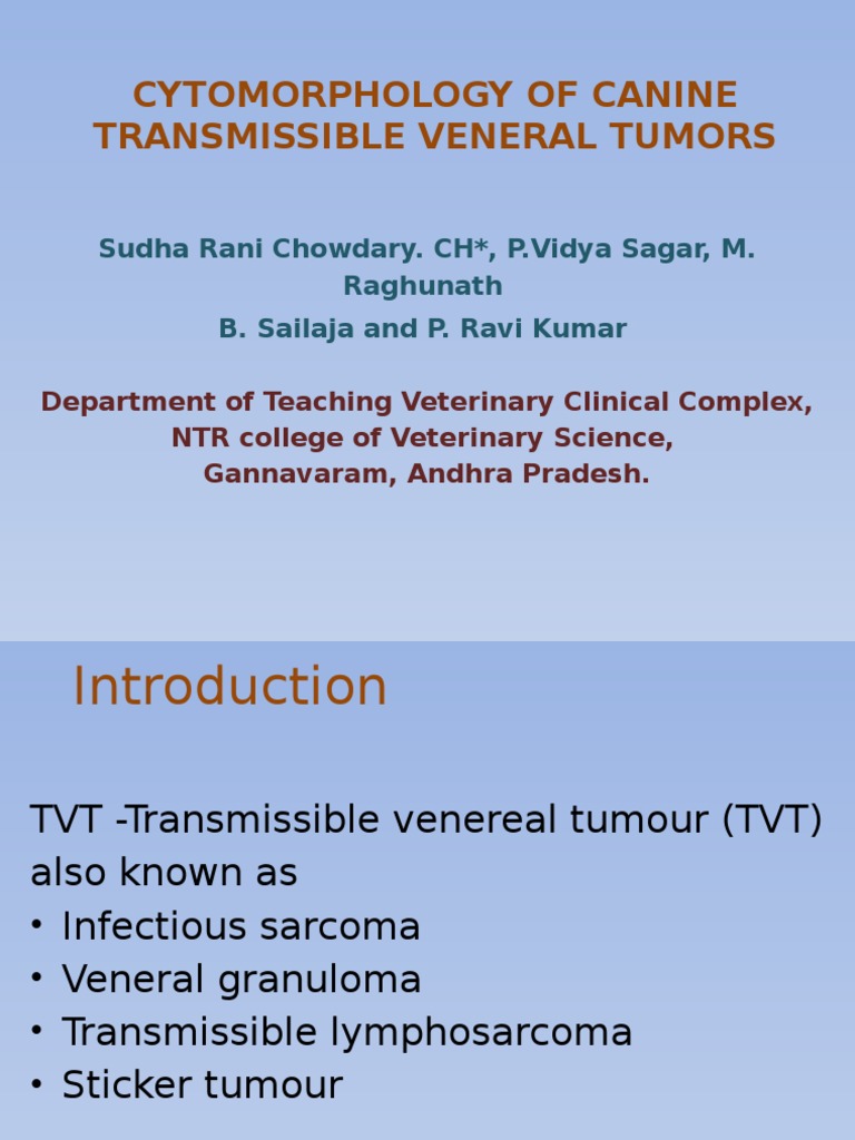 Canine TVT Cytomorphology Study | PDF | Mitosis | Biology