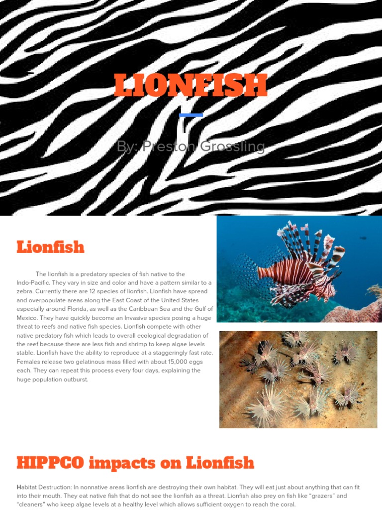 Lionfish Invasion: A Growing Threat | PDF | Coral Reef | Invasive Species
