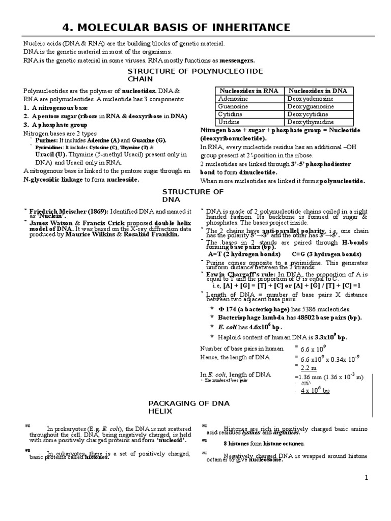 Molecular Basis of Inheritance | PDF | Operon | Translation (Biology)