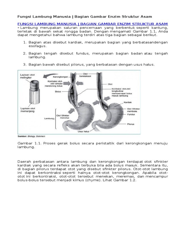 SMSTR 3 Lambung Manusia