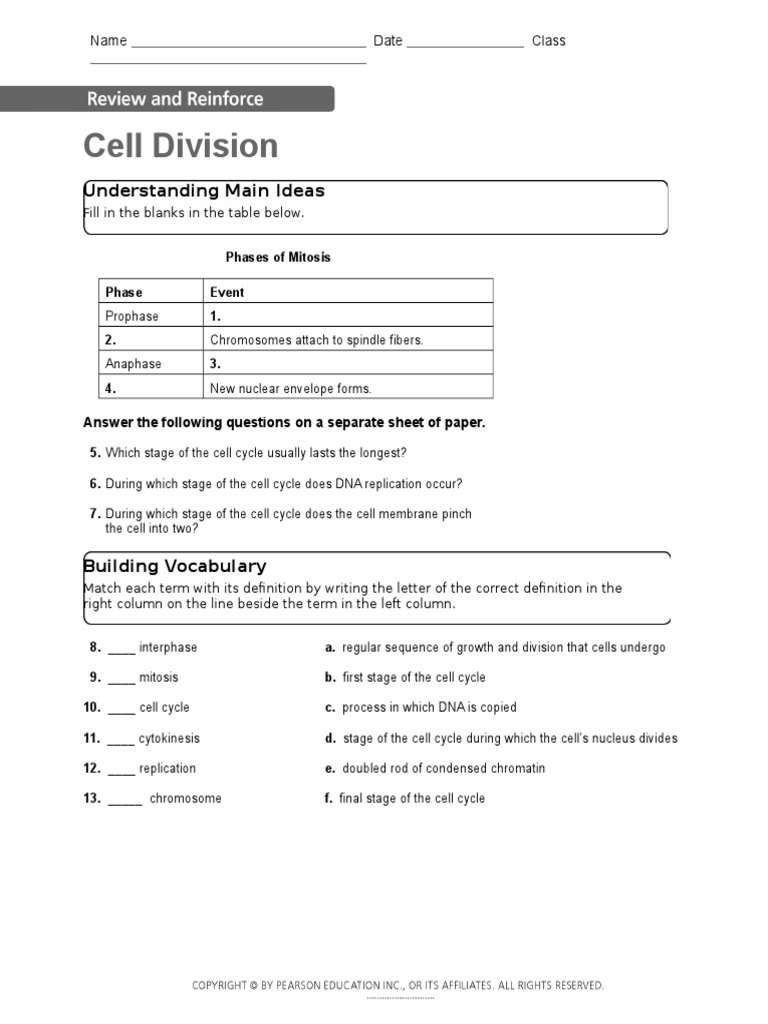 Cell Division Worksheet | PDF | Mitosis | Cell Cycle