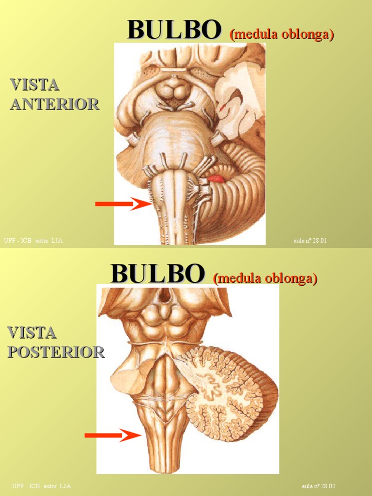 Bulbo Raquídeo Vista Posterior