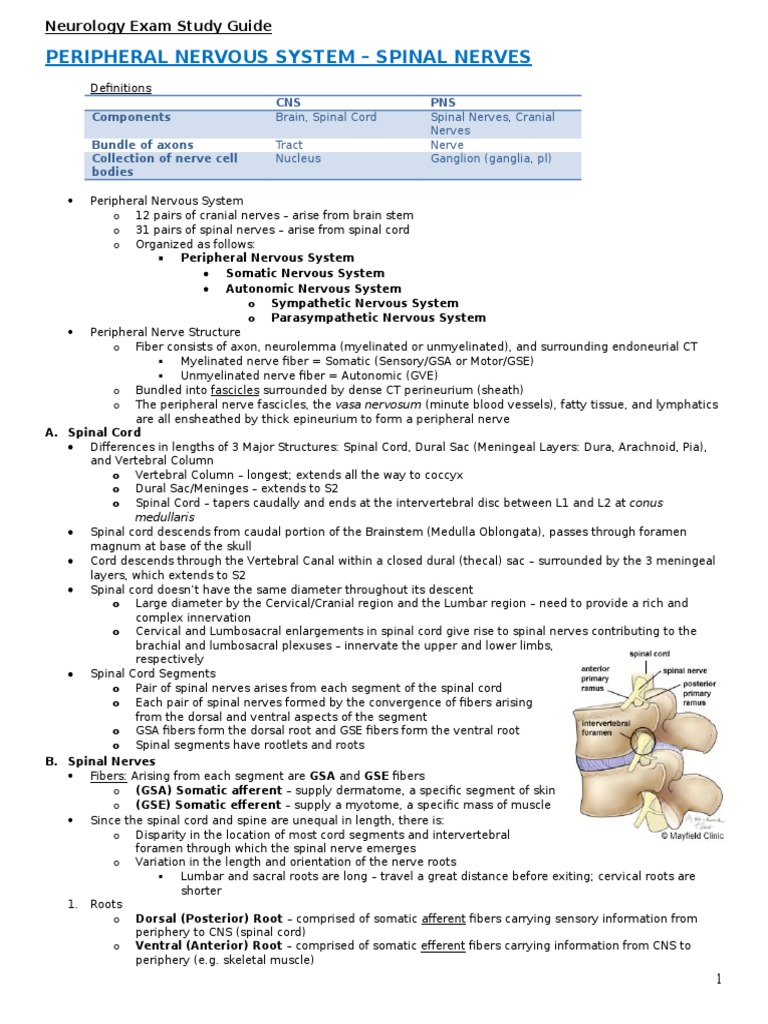 PNS Exam Full Study Guide | PDF | Olfactory System | Spinal Cord