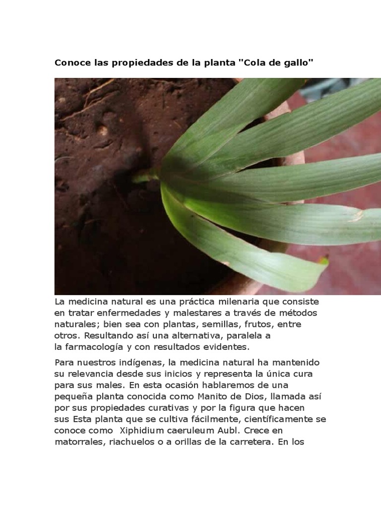Cola de Gallo | Plantas | Medicina alternativa